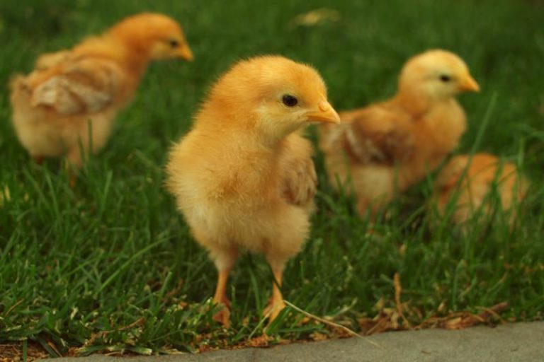 Breed Profile: Golden Comet Chickens - Backyard Poultry